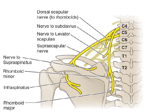 Shoulder Injuries From Trauma – Scapula Nonunion | HOPE TBI